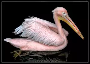 गुलाबी pelican.