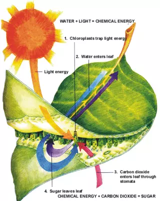 Fotosynteze