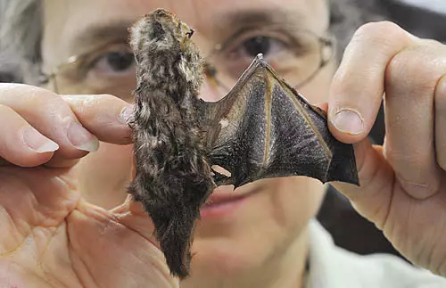 Raro no morcego seminole da Pensilvânia também se tornou vítima de uma turbina eólica