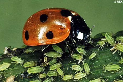 Ladybug - tebigy duşmany Tli