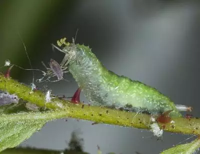 Caterpillarbréng - en anert natierlechen Feind