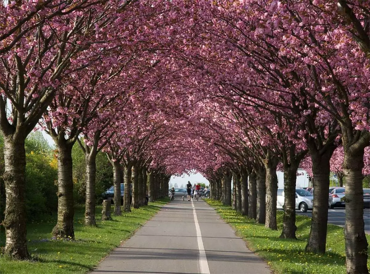 도시의 탄소 풀의 대부분은 나무와 관련이 있습니다.