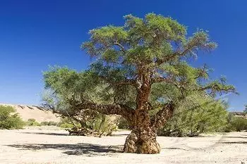 Acacia Blan - azotfixator