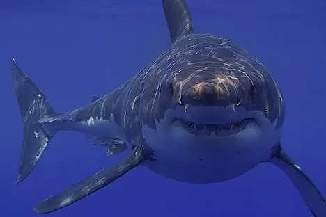 Big White Shark