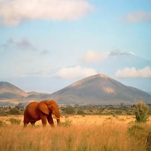 10 største dyr land