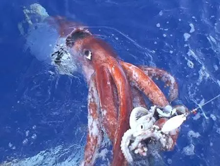 Giant Squid - Neie Grouss Panda?