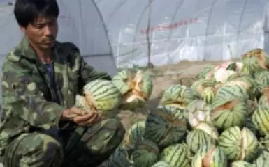 Eksploderende vandmeloner i Kina