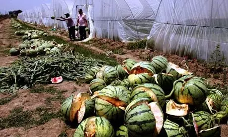 Eksplodējošie arbūzi Ķīnā