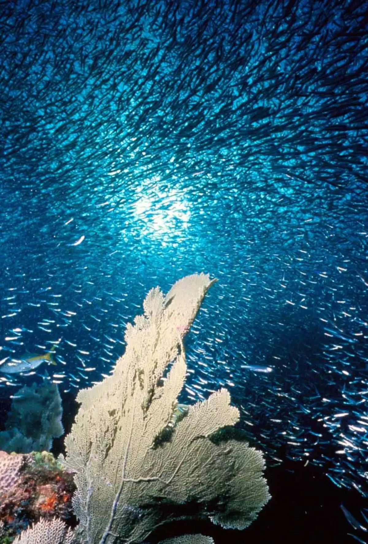 Bactérias do mar Crocosphara Watsonii - Poupança de ferro para a vida no oceano