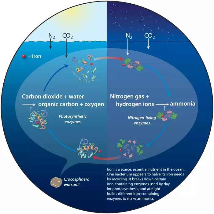 समुद्र बॅक्टेरिया क्रॉस्फोर वॉटेनी स्कॅन लोअर रिझर्व्ह वापरून दोनदा प्रभावीपणे सक्षम आहेत