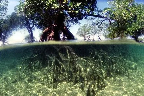 Mangrove Zaroshi.