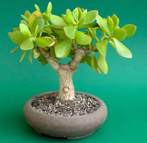 Gellir dysgu celf bonsai hefyd ar y porth
