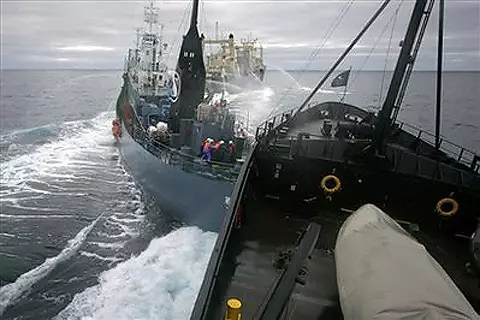 Aktivistët e Shefit të Detit pengojnë Kitobov