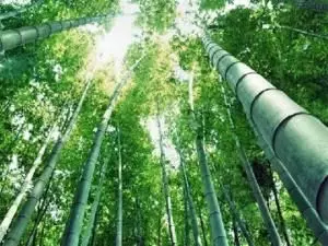Bambus - Eco-hráefni í framtíðinni