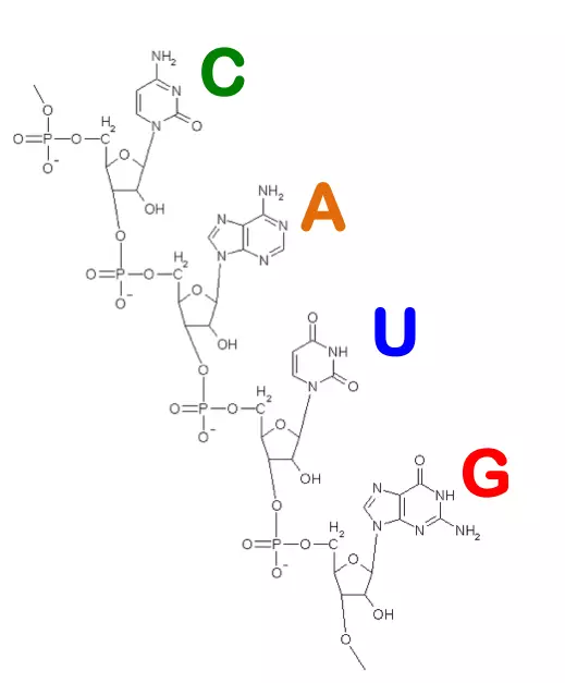 Eterna - un diseñador peculiar de los componentes de la molécula de ARN