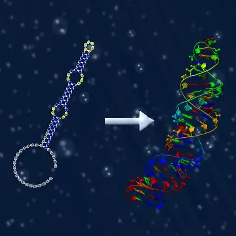 Dvojrozmerný a trojrozmerný model úspešnej syntetizovanej molekuly RNA
