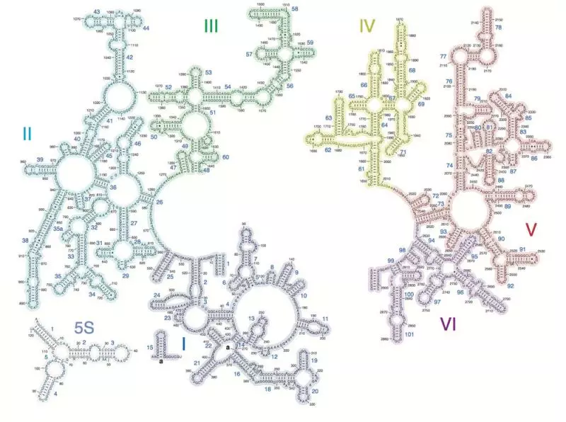 Thermous Thermofilus - složena višekomponetna ribosomalna RNA