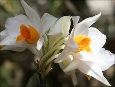 Wýetnamly orkide