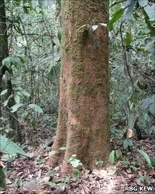 카메룬 거대한 나무