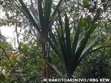 Palm mới ở Madagascar