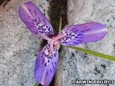 Vilda iris från Andes