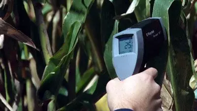 Forskare mäter temperaturen på majsens blad