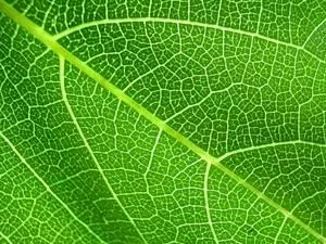 зелений лист