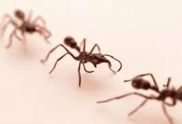 Dynamic na paraan para sa pagpili ng pinakamainam na ruta na tangkilikin ang mga ants ay maaaring makatulong sa mga siyentipiko mapabilis ang pagpapatakbo ng mga network ng computer