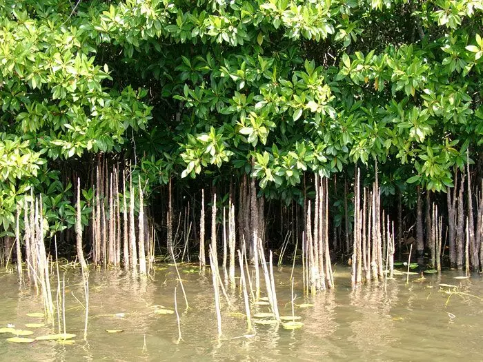 Mangrove Gozdovi na karibski obali Mehike vsako leto se zmanjšajo za 4%