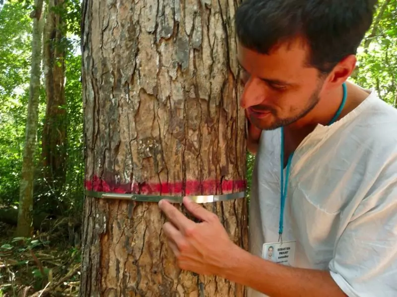 Специјални прстени ми помагаат да ги измерам стапките на раст на дрвјата