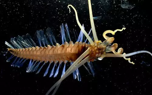 მეცნიერებმა დაიჭირეს პირველი წარმომადგენლები Worm-Squid 5914_3