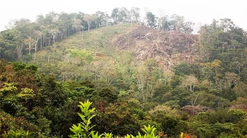 Näide Lit-tulistamise põllumajandusest Rainforest Ocuilapa, Mehhiko