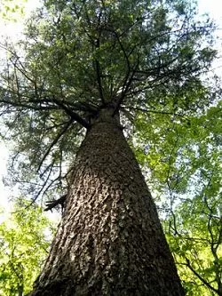 Ang Far Eastern Forests of Russia ay mapapalitan ng 1 milyong cedar