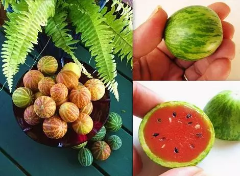 Miniature Watermelon