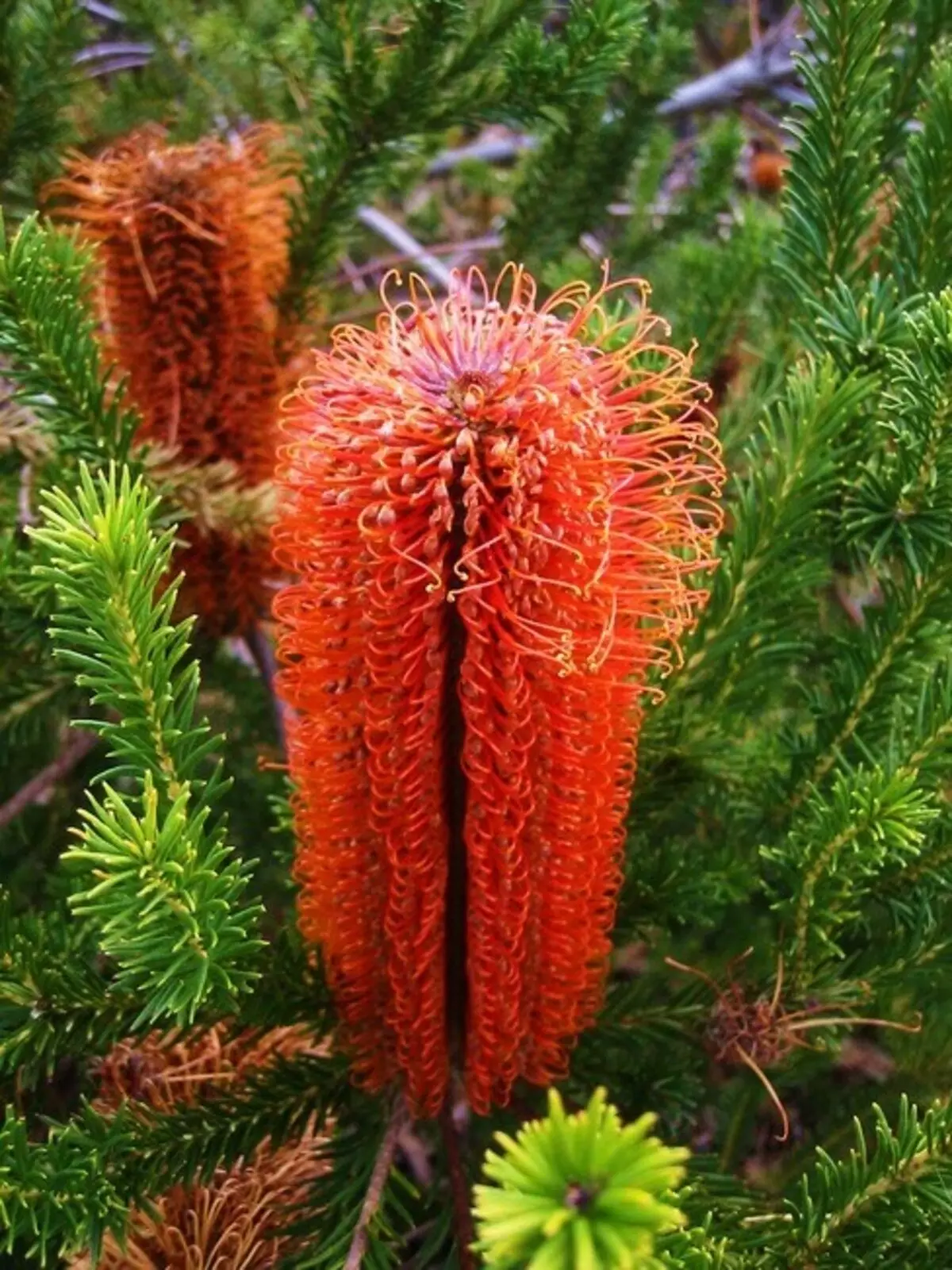 Banksia