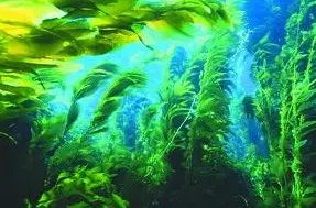 Alga - një burim i biokarburanteve
