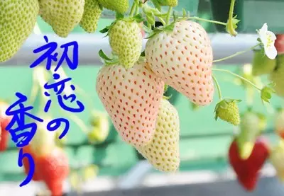 Strawberry, anu ngagorowok imajinasi!