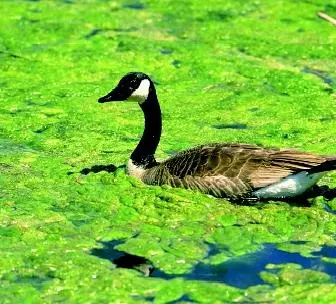 Téknologi héjo pikeun meresihan wastewater ti kaleuwihan nitrogén