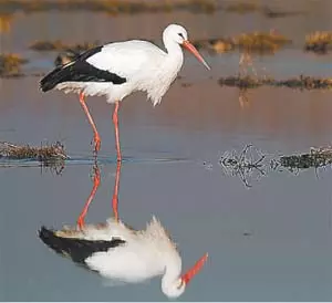 সাদা Stork.