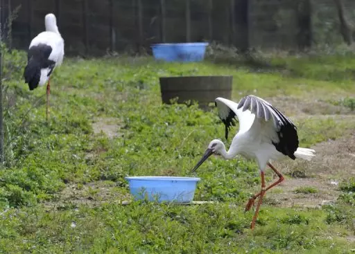 Eastern White Storks Research Center in Toyooca