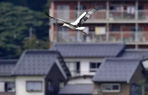 White stork over the city