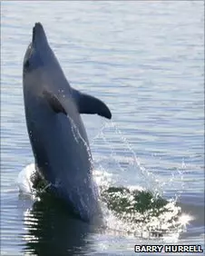 დელფინები სწავლობენ კუდებს