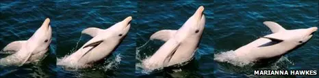 Dolphin belajar untuk berjalan di atas ekor