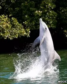 Dolphin hodi po repu