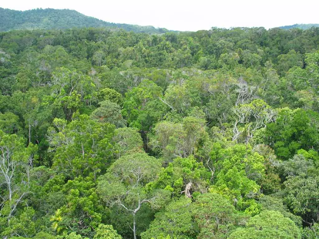 Păduri tropicale - planete ușoare