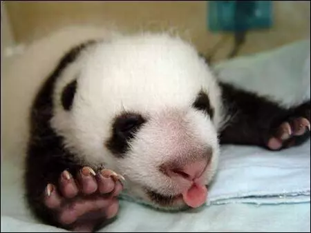 Шинэ төрсөн панда