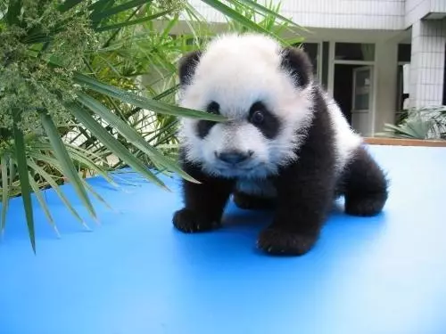 Panda e vogël e madhe