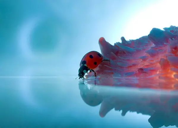 Ladybug дар туман :)