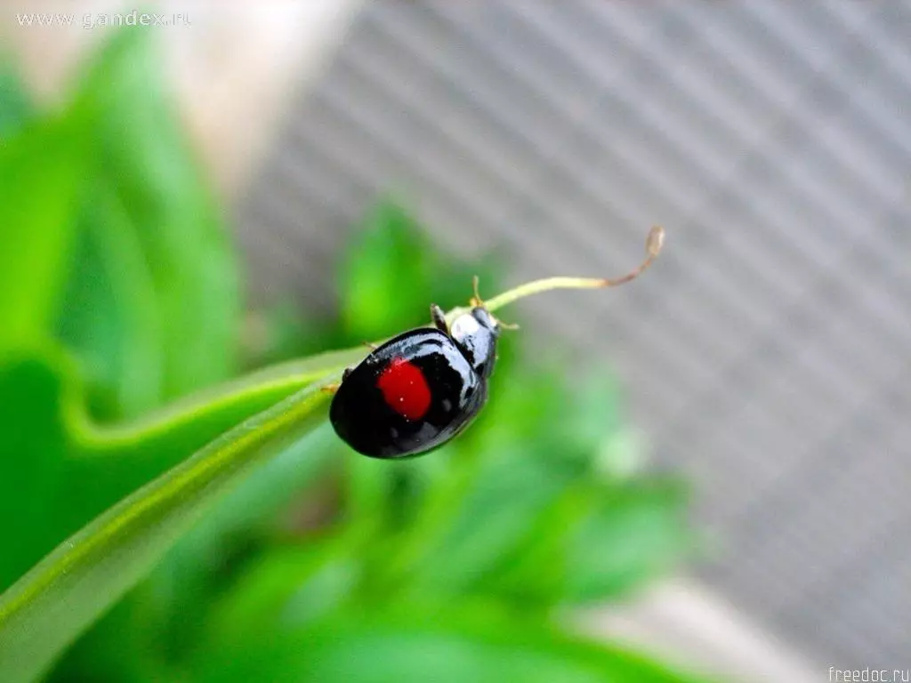Ladybug дар баргҳо