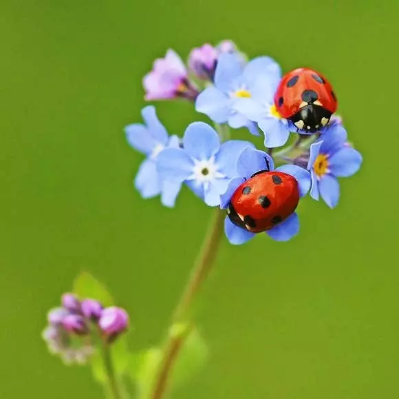 پھول پر Ladybugs